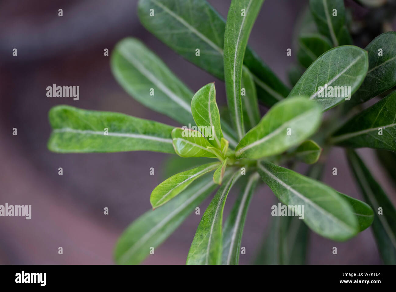 Flower plant Adenium close-up in natural light. Thailand Stock Photo ...