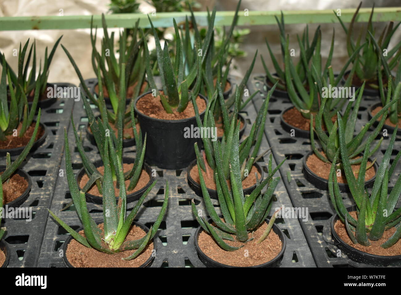Potted aloe vera hi-res stock photography and images - Alamy