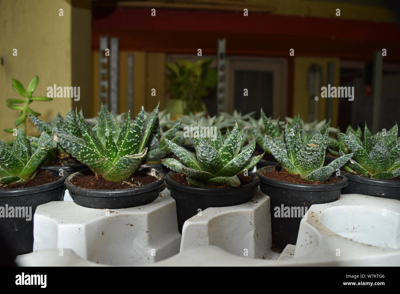 BEAUTIFUL ALOE VERA PLANTS POTTED IN THE NURSERY Stock Photo - Alamy