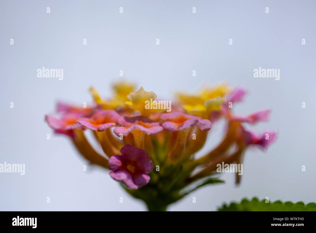 Multi-colored flowers of the plant Lantana close-up in natural light ...