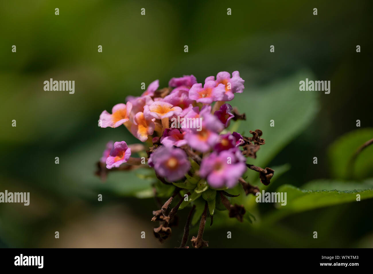 Multi-colored flowers of the plant Lantana close-up in natural light ...