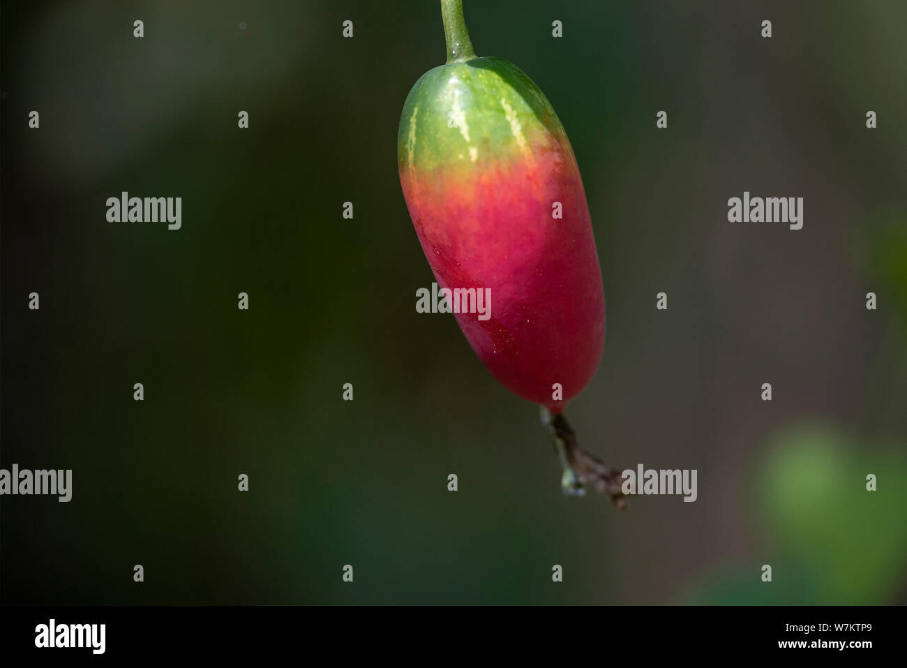 The fruit of the plant Coccinia grandis close-up. Thailand Stock Photo ...