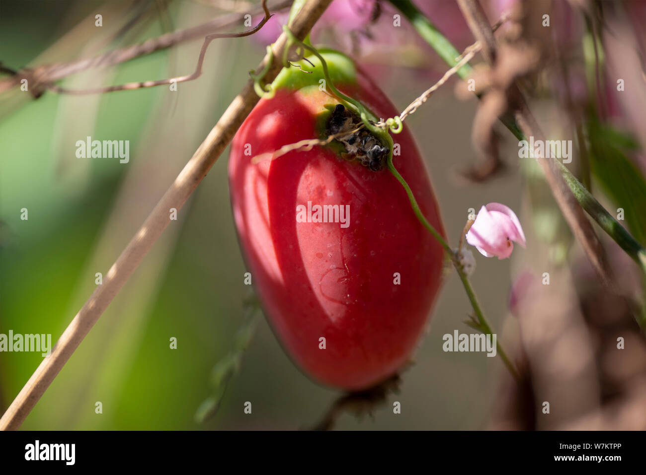 The fruit of the plant Coccinia grandis close-up. Thailand Stock Photo ...