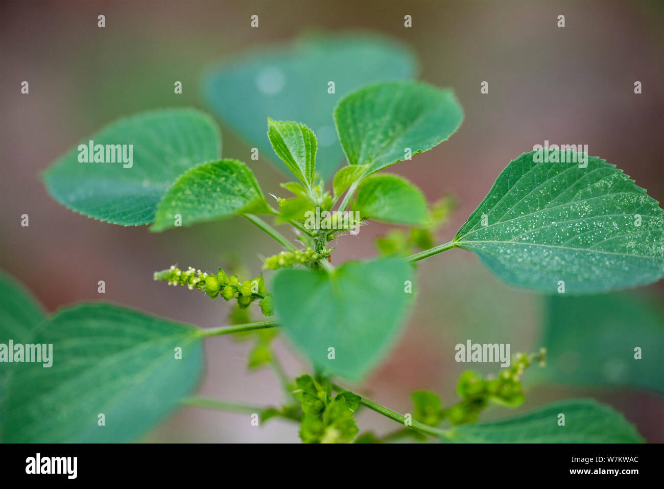 Indian acalypha hi-res stock photography and images - Alamy