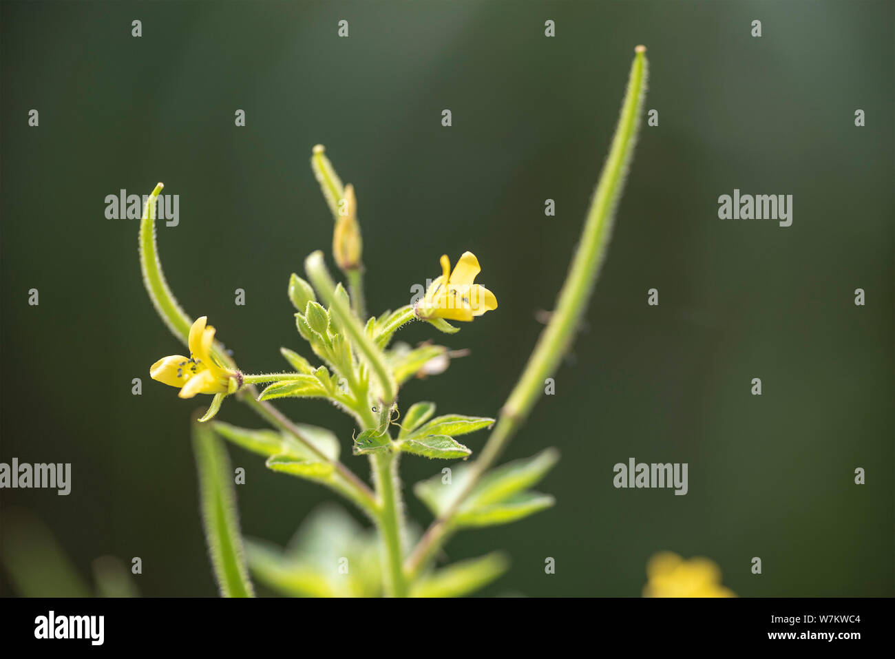 Gynandropsis gynandra plant hi-res stock photography and images - Alamy