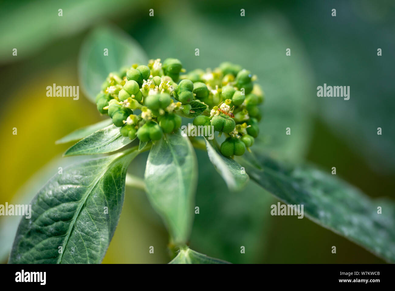 Plant Gynandropsis gynandra close-up in natural light. Thailand Stock ...