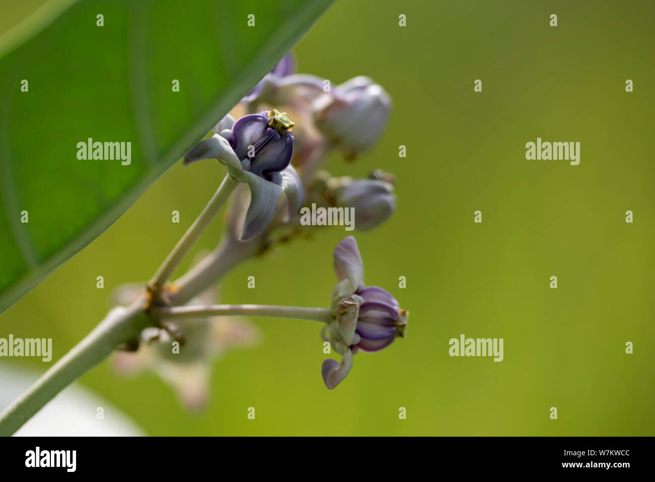 Rui plant hi-res stock photography and images - Alamy