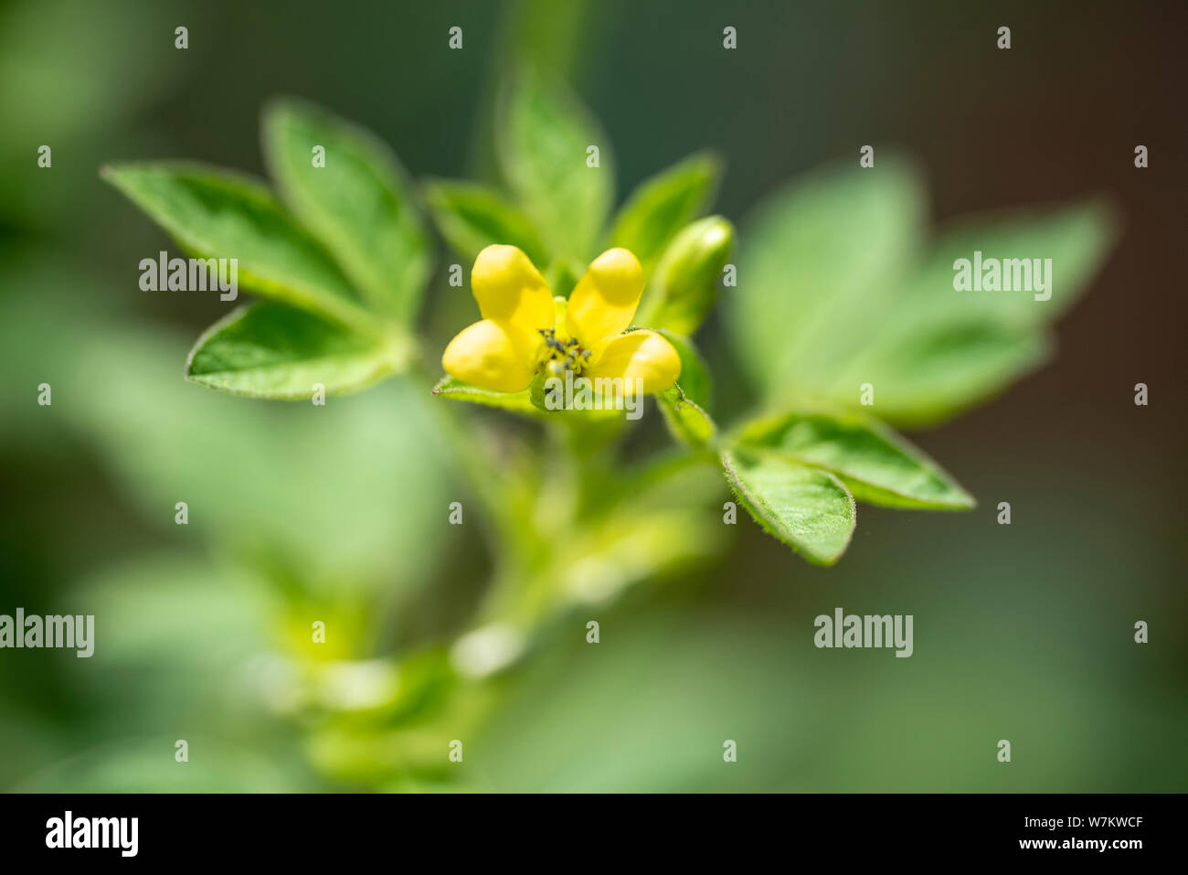 Plant Gynandropsis gynandra close-up in natural light. Thailand Stock ...