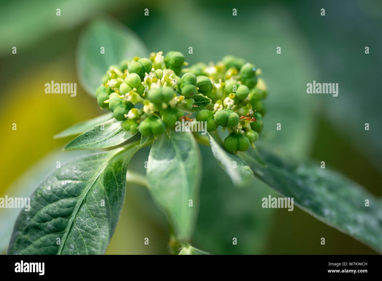 Plant Gynandropsis gynandra close-up in natural light. Thailand Stock ...