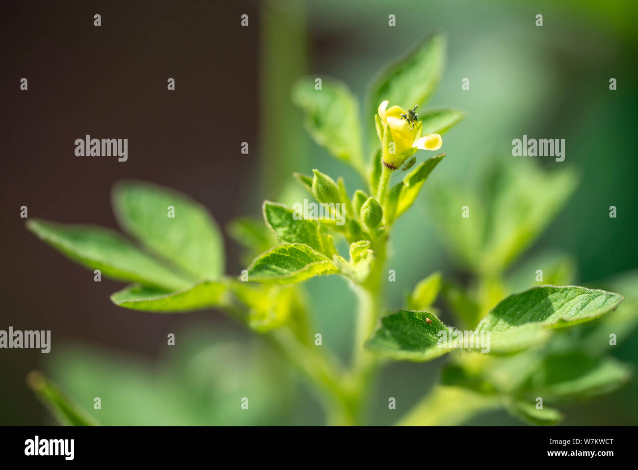 Plant Gynandropsis gynandra close-up in natural light. Thailand Stock ...