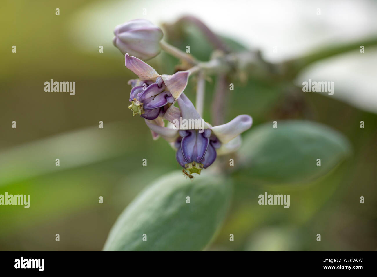 Calotropis plant close-up in natural light. Thailand Stock Photo - Alamy