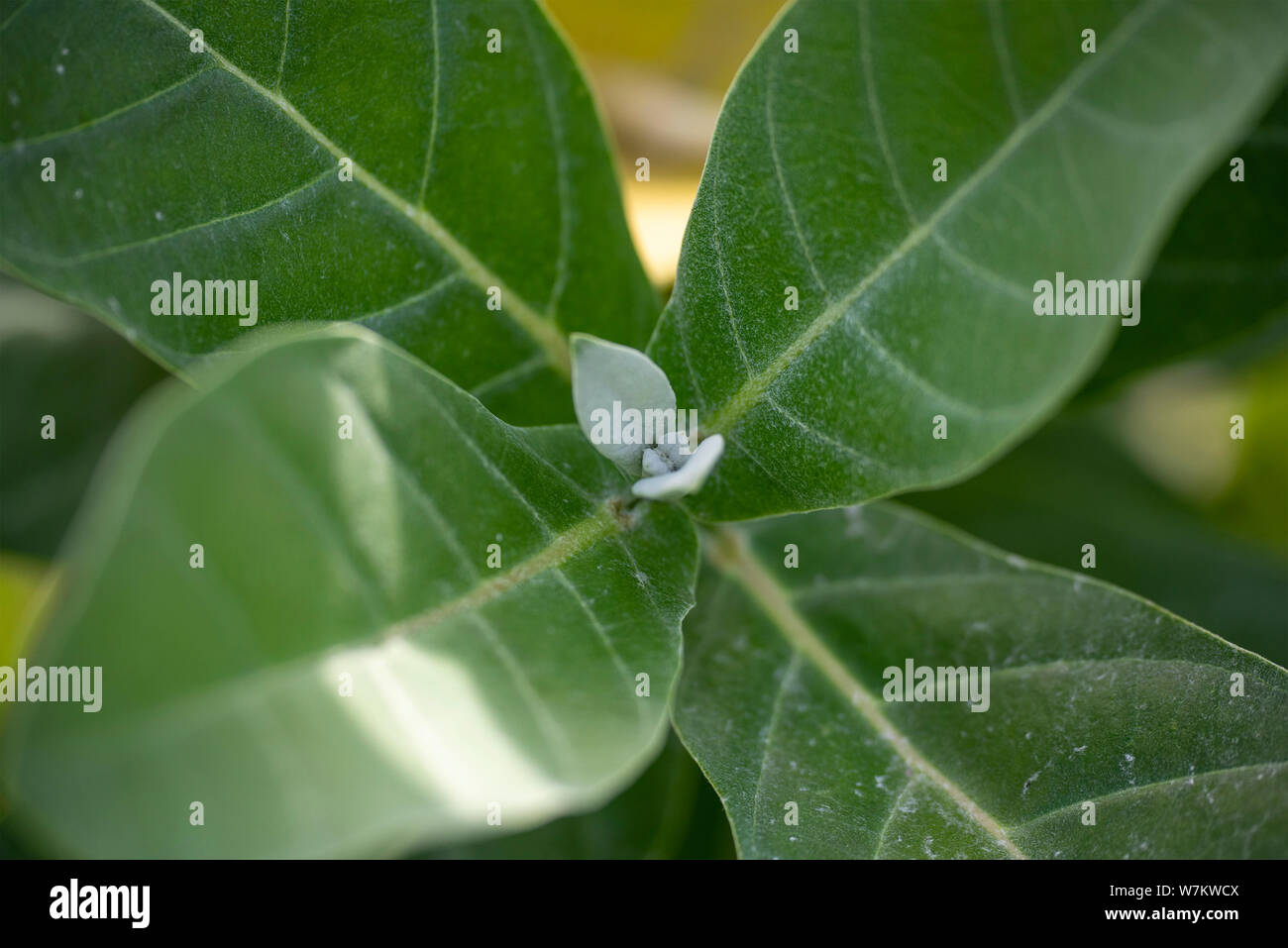 Rui plant hi-res stock photography and images - Alamy