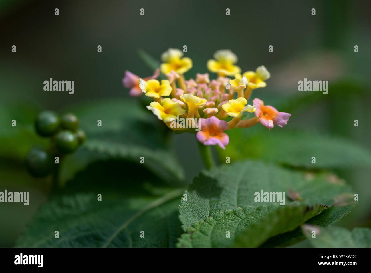Multi-colored flowers of the plant Lantana close-up in natural light ...