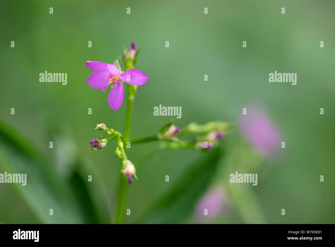 Violet Talinum flower close-up in natural light. Thailand Stock Photo ...