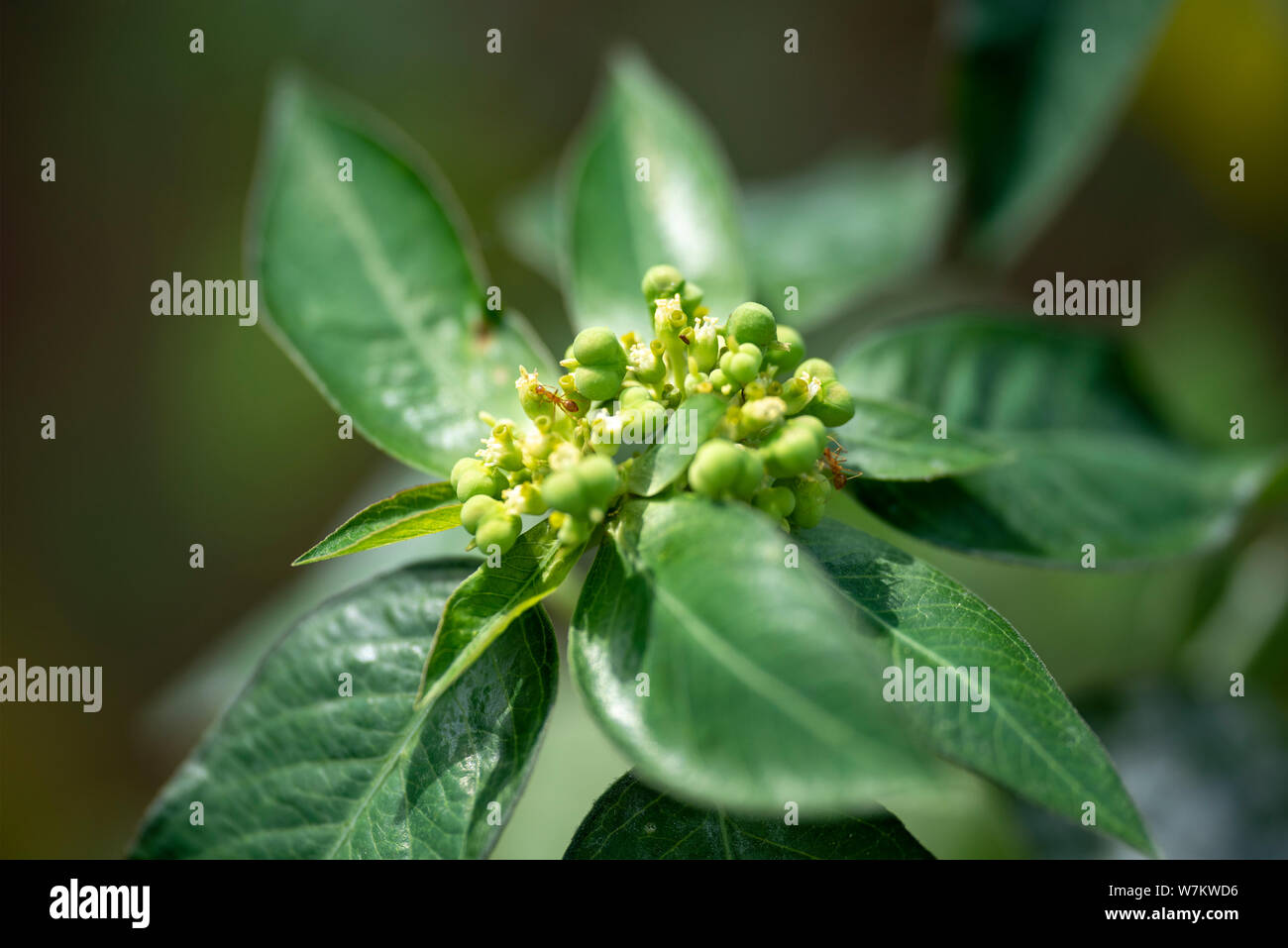 Plant Gynandropsis gynandra close-up in natural light. Thailand Stock ...