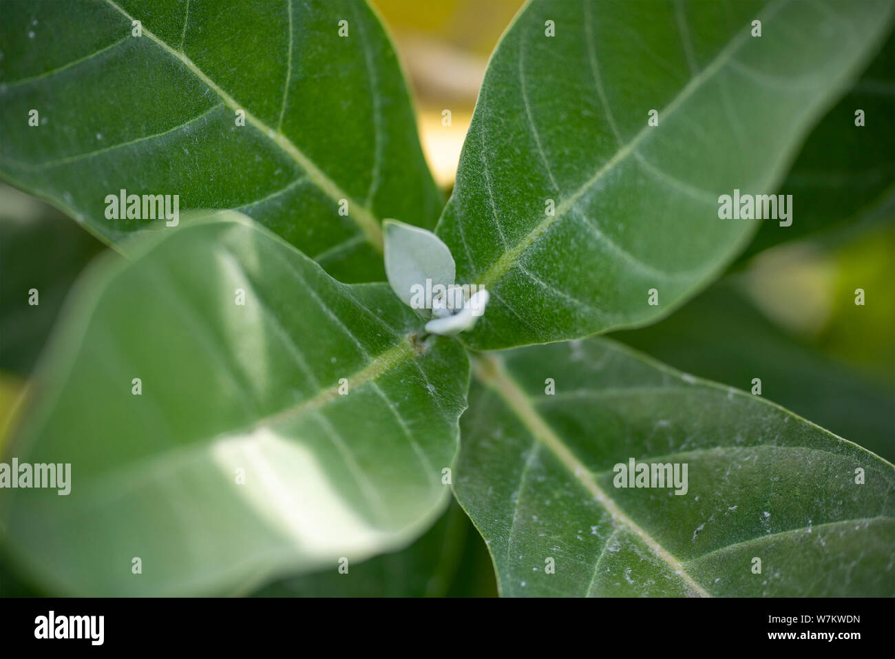 Calotropis plant close-up in natural light. Thailand Stock Photo - Alamy