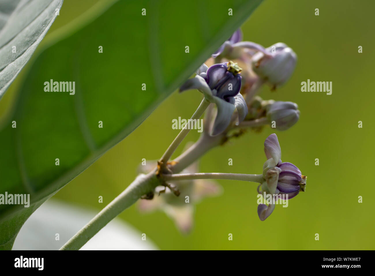 Rui plant hi-res stock photography and images - Alamy