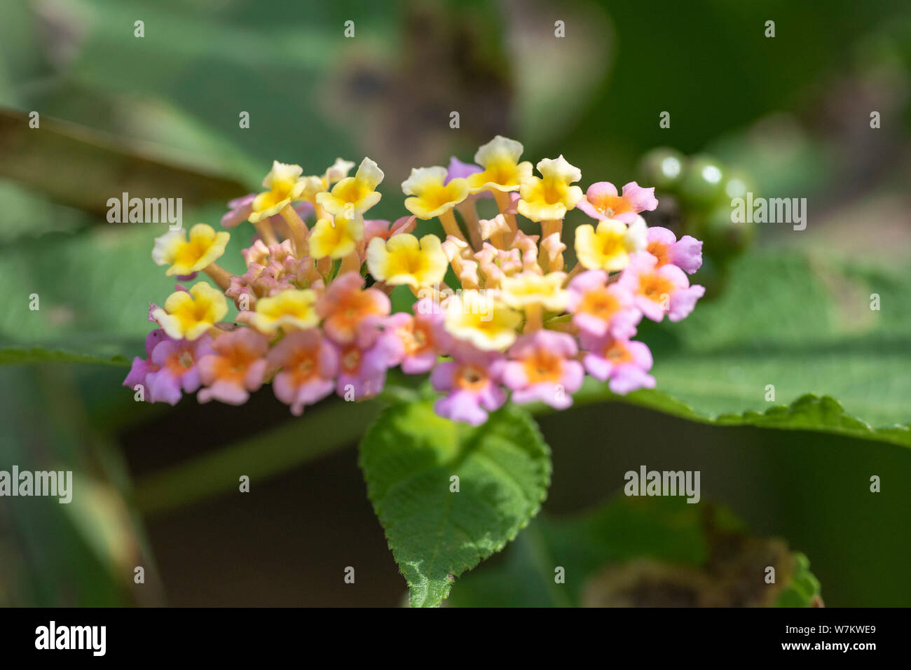 Multi-colored flowers of the plant Lantana close-up in natural light ...