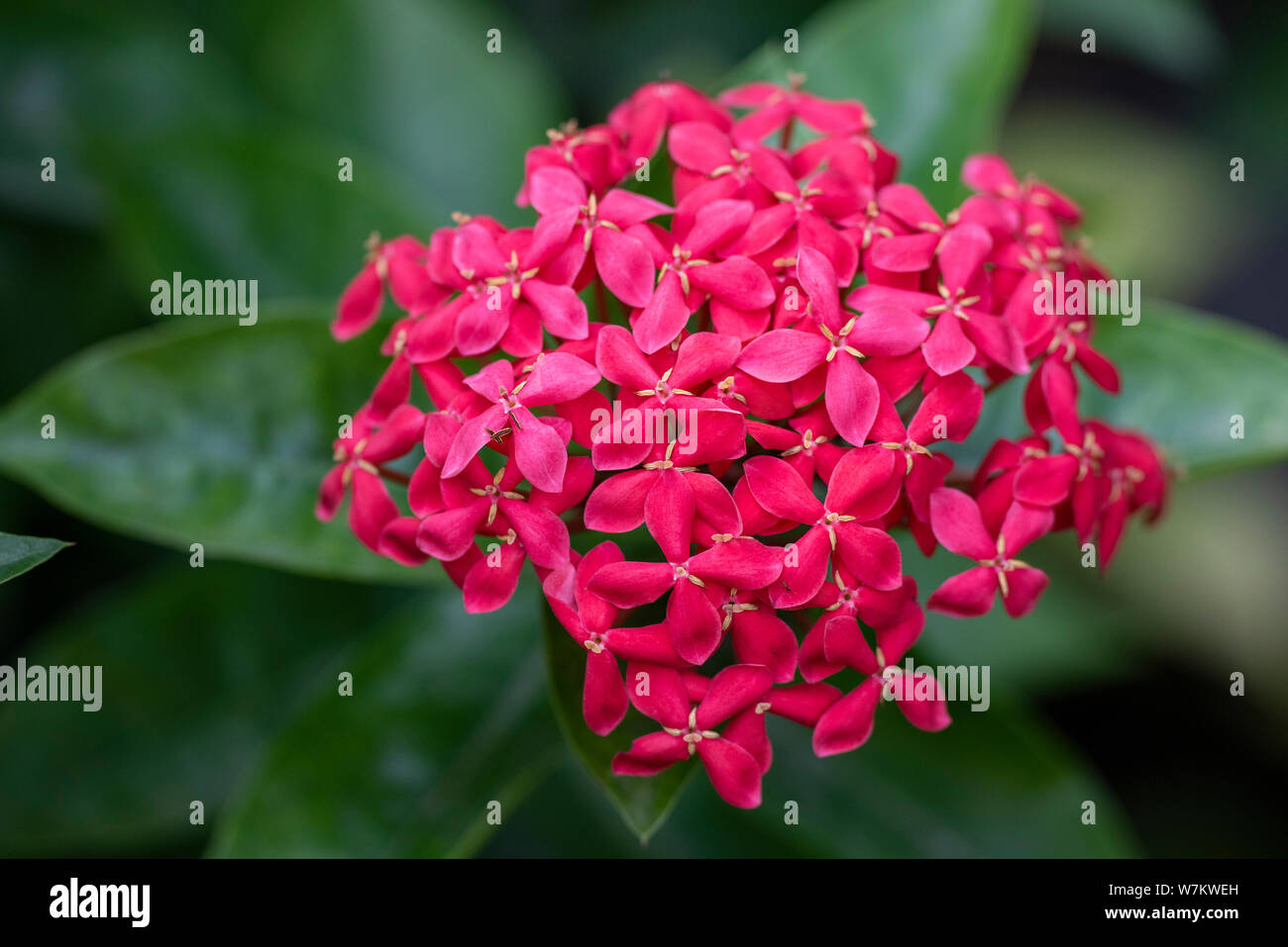 Beautiful red flowers of the plant Ixora chinensis in natural light ...