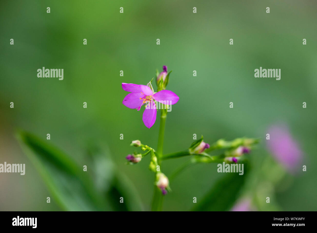 Talinum flower hi-res stock photography and images - Alamy