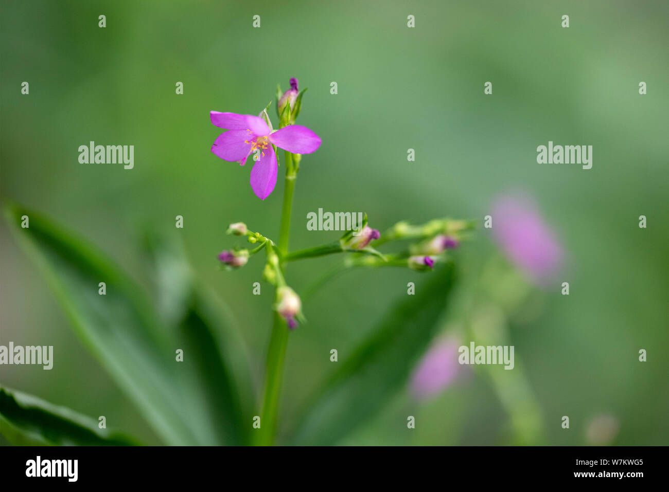 Talinum flower hi-res stock photography and images - Alamy
