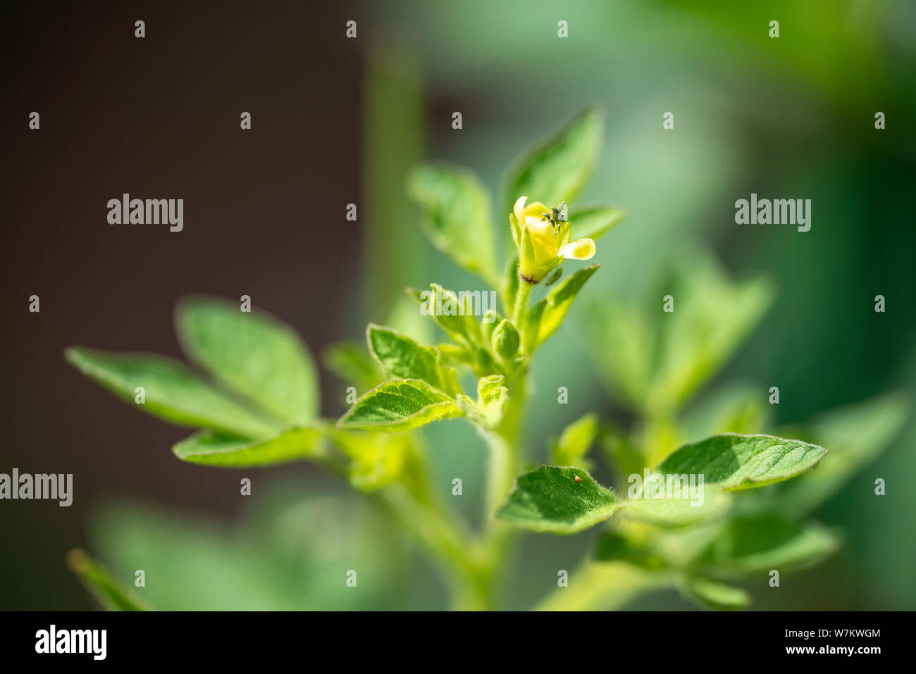 Plant Gynandropsis gynandra close-up in natural light. Thailand Stock ...