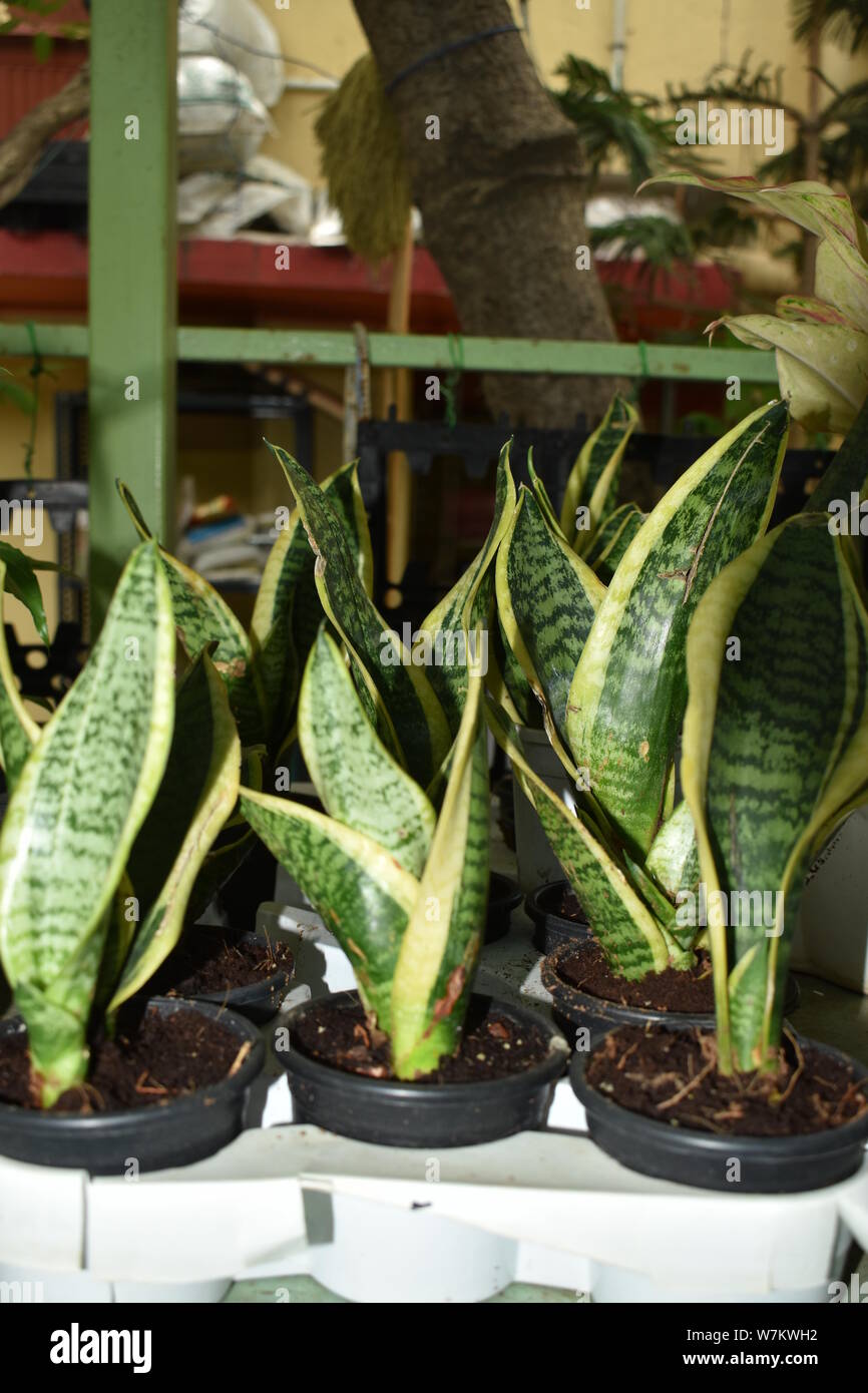 Most beautiful snake hi-res stock photography and images - Alamy