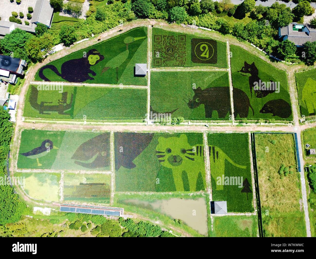 Aerial view of rice field paintings of cartoon animal designs at a ...