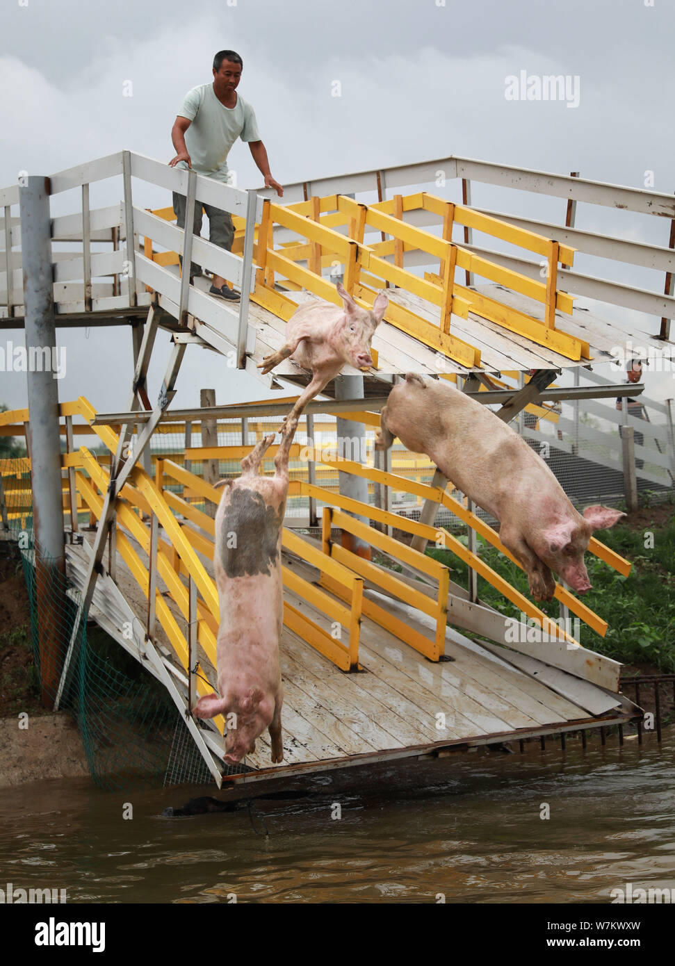 Pigs jump off a platform and dive into the water during a daily ...