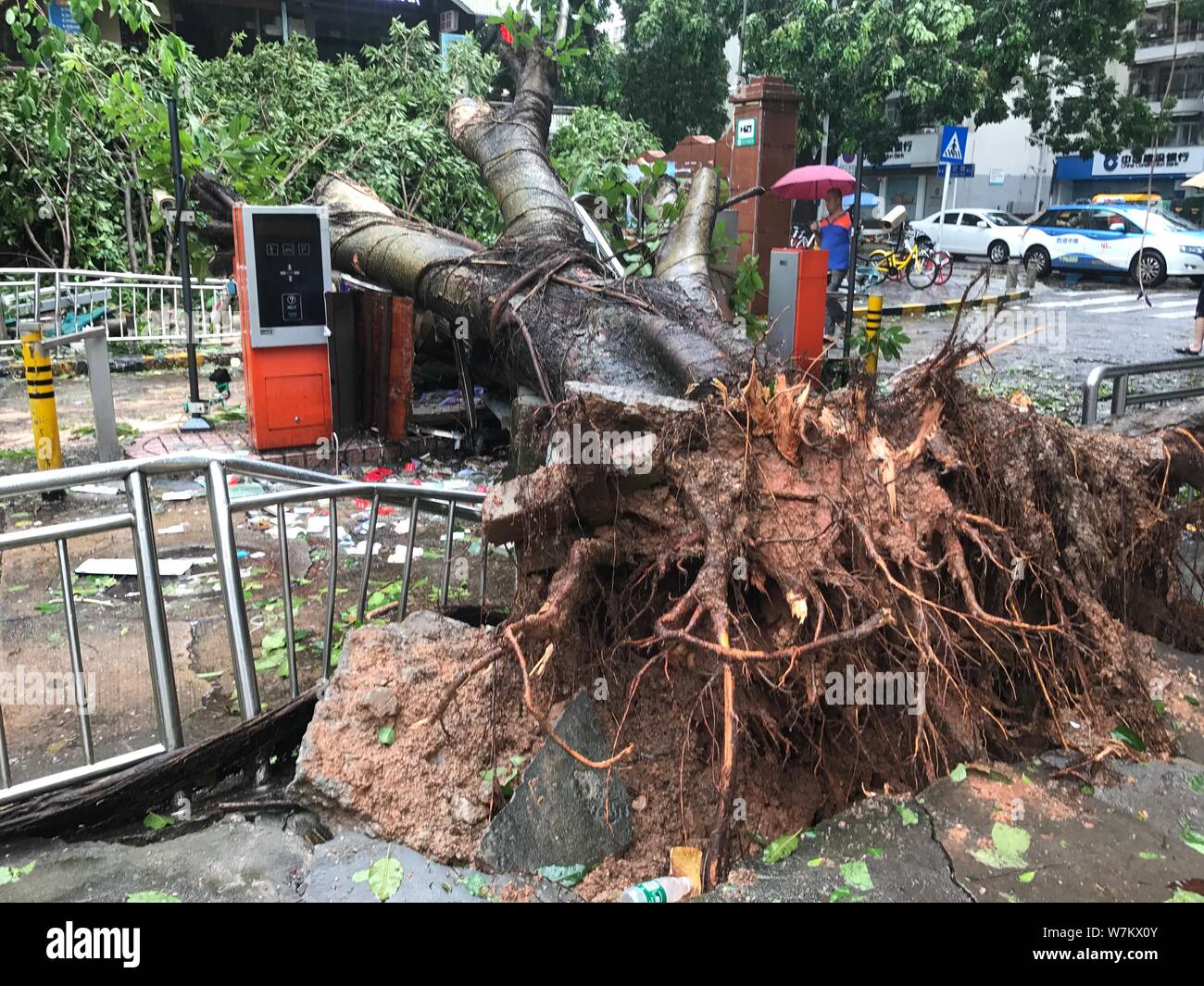 Strong wind rain umbrella tree hi-res stock photography and images - Alamy