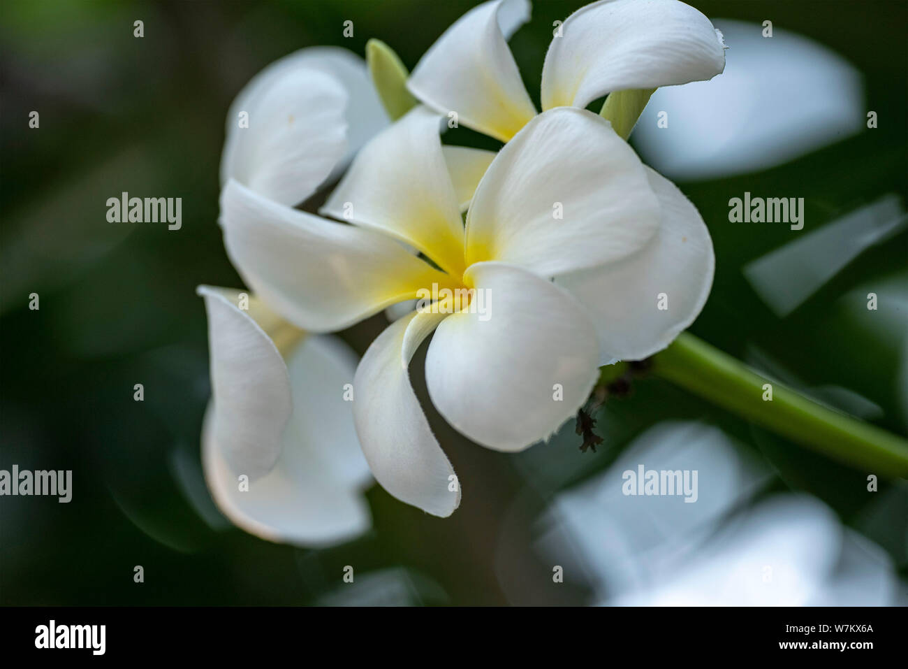 Plumeria - a white flower close-up in natural light. Pattaya, Thailand ...