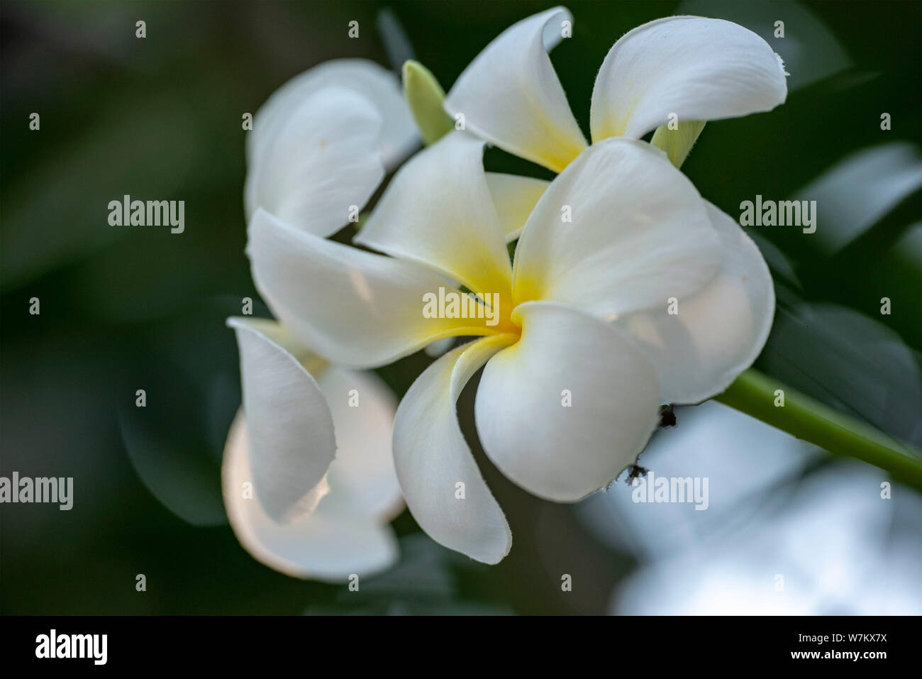 Plumeria - a white flower close-up in natural light. Pattaya, Thailand ...