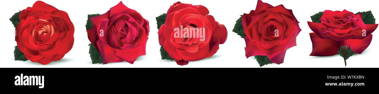 Collection red roses on white background. Icon set. Texture red rose ...