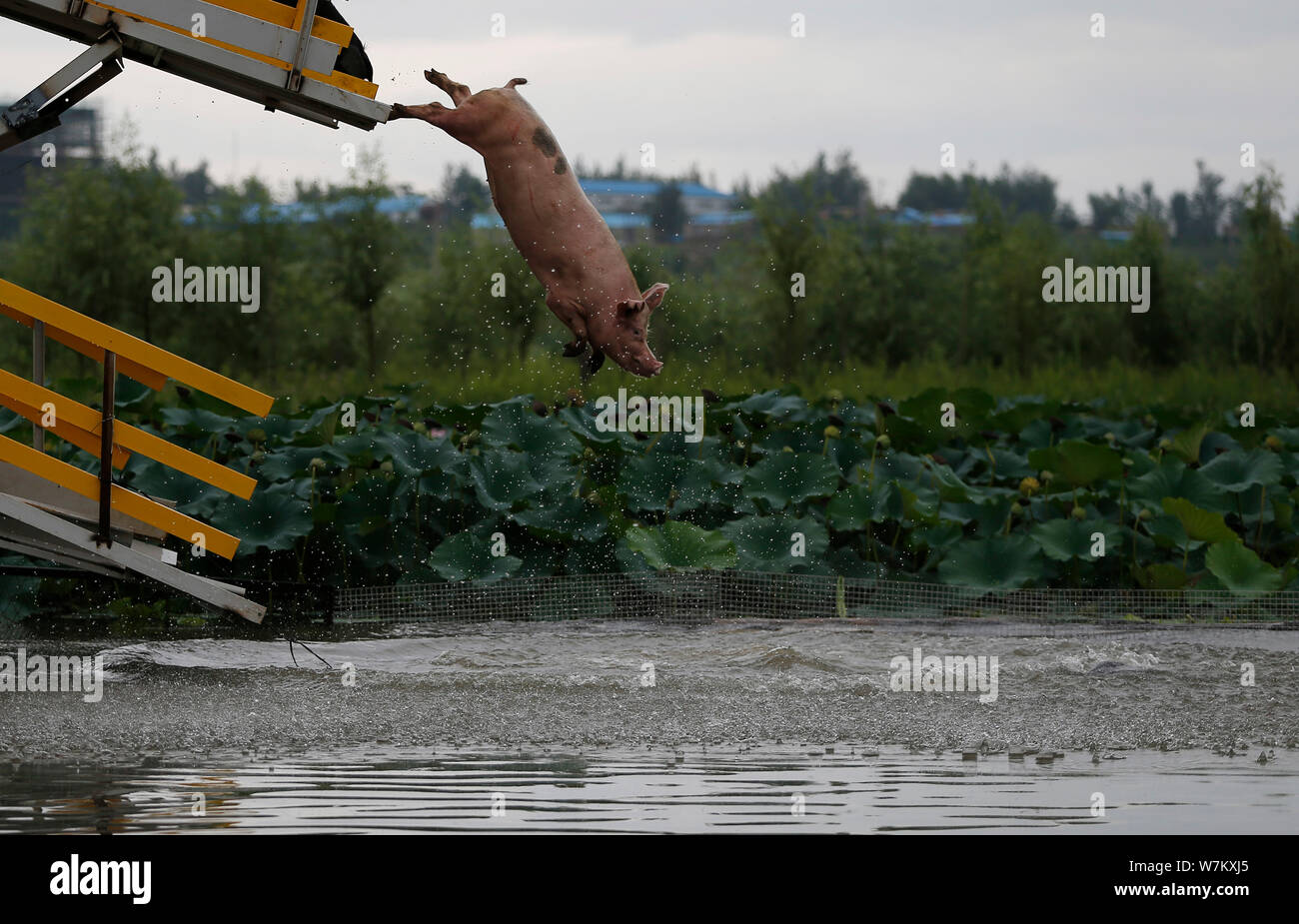 A pig jumps off a platform and dives into the water during a daily ...