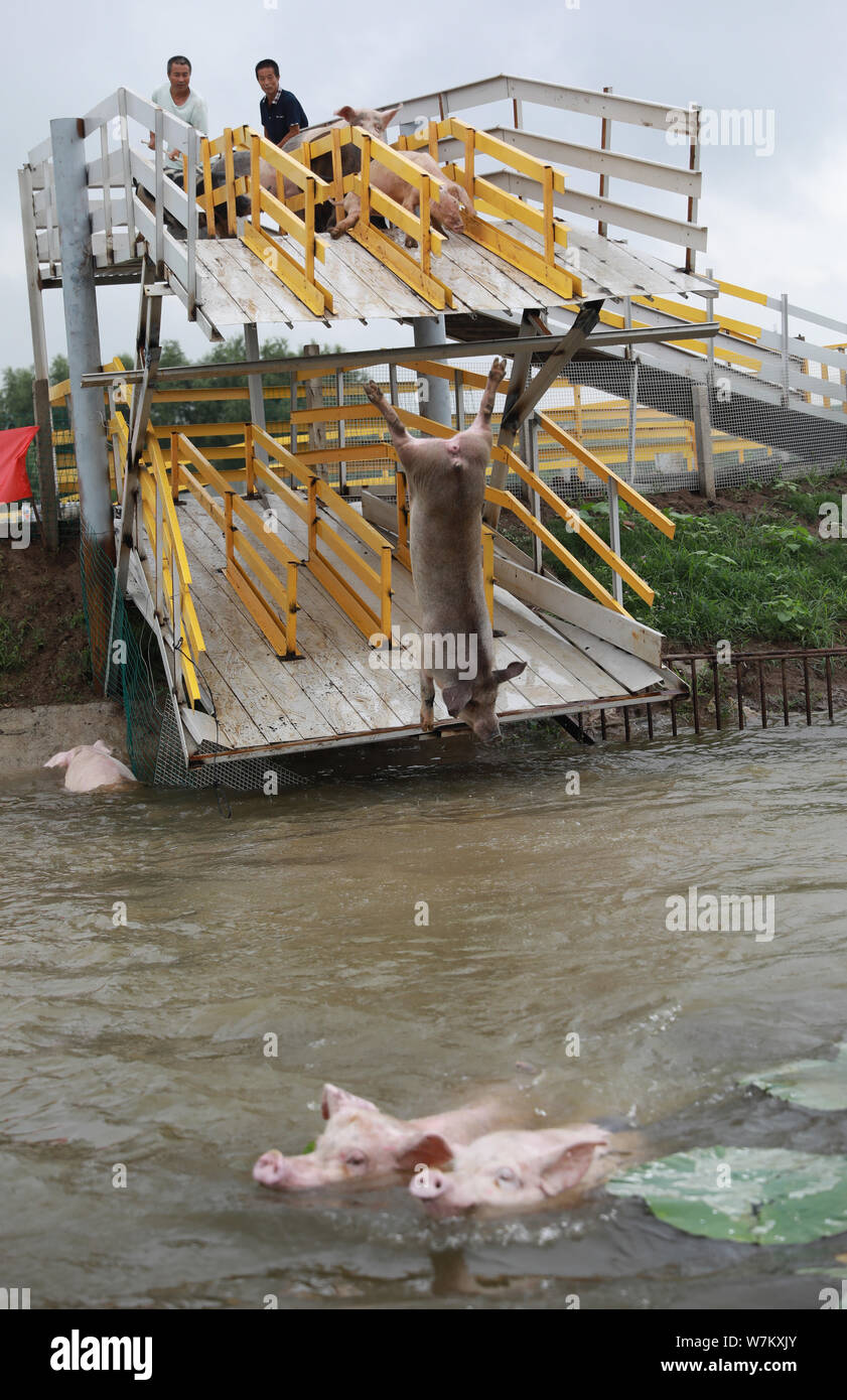 A pig jumps off a platform and dives into the water during a daily ...