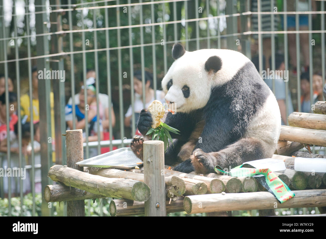 Giant panda Wei Wei eats her birthday cake-shaped fodder during her ...