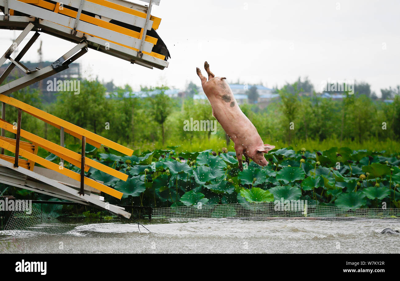 A pig jumps off a platform and dives into the water during a daily ...