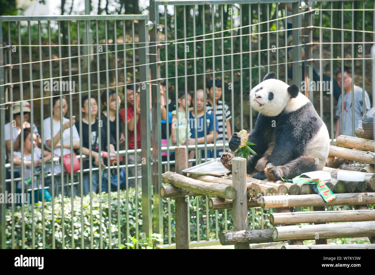 Wei wei panda hi-res stock photography and images - Alamy