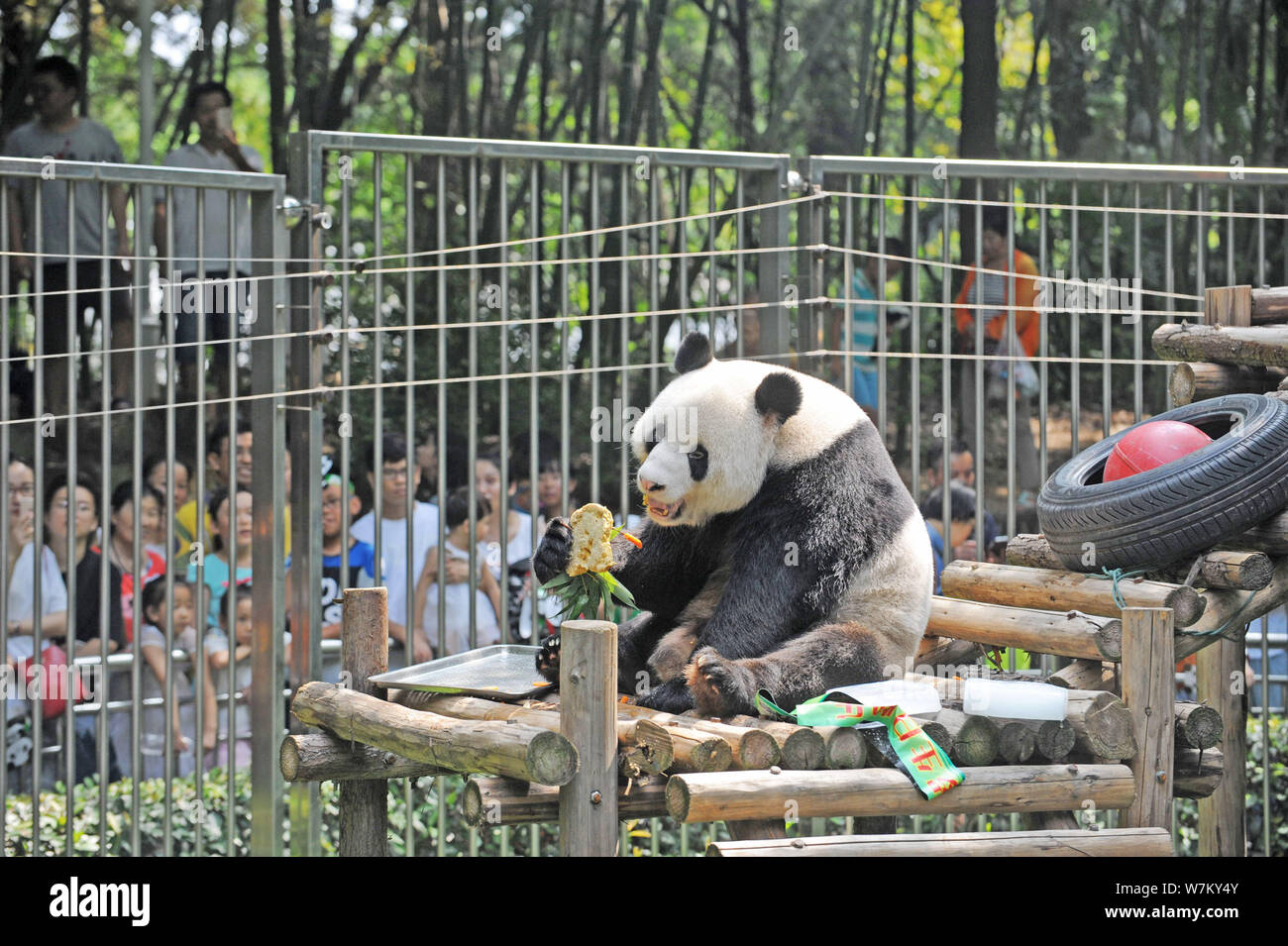 Giant panda Wei Wei eats her birthday cake-shaped fodder during her ...