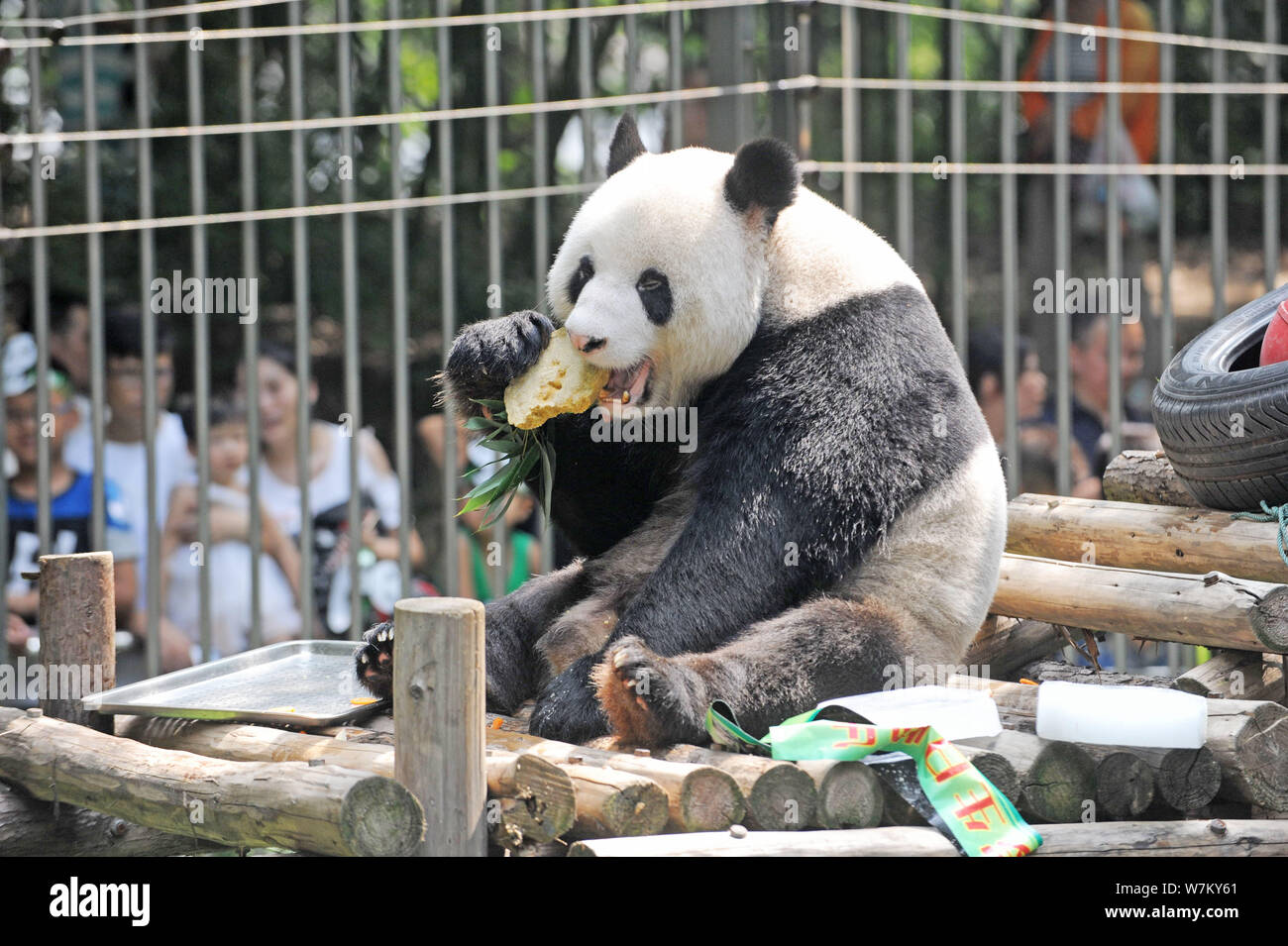 Wei wei panda hi-res stock photography and images - Alamy