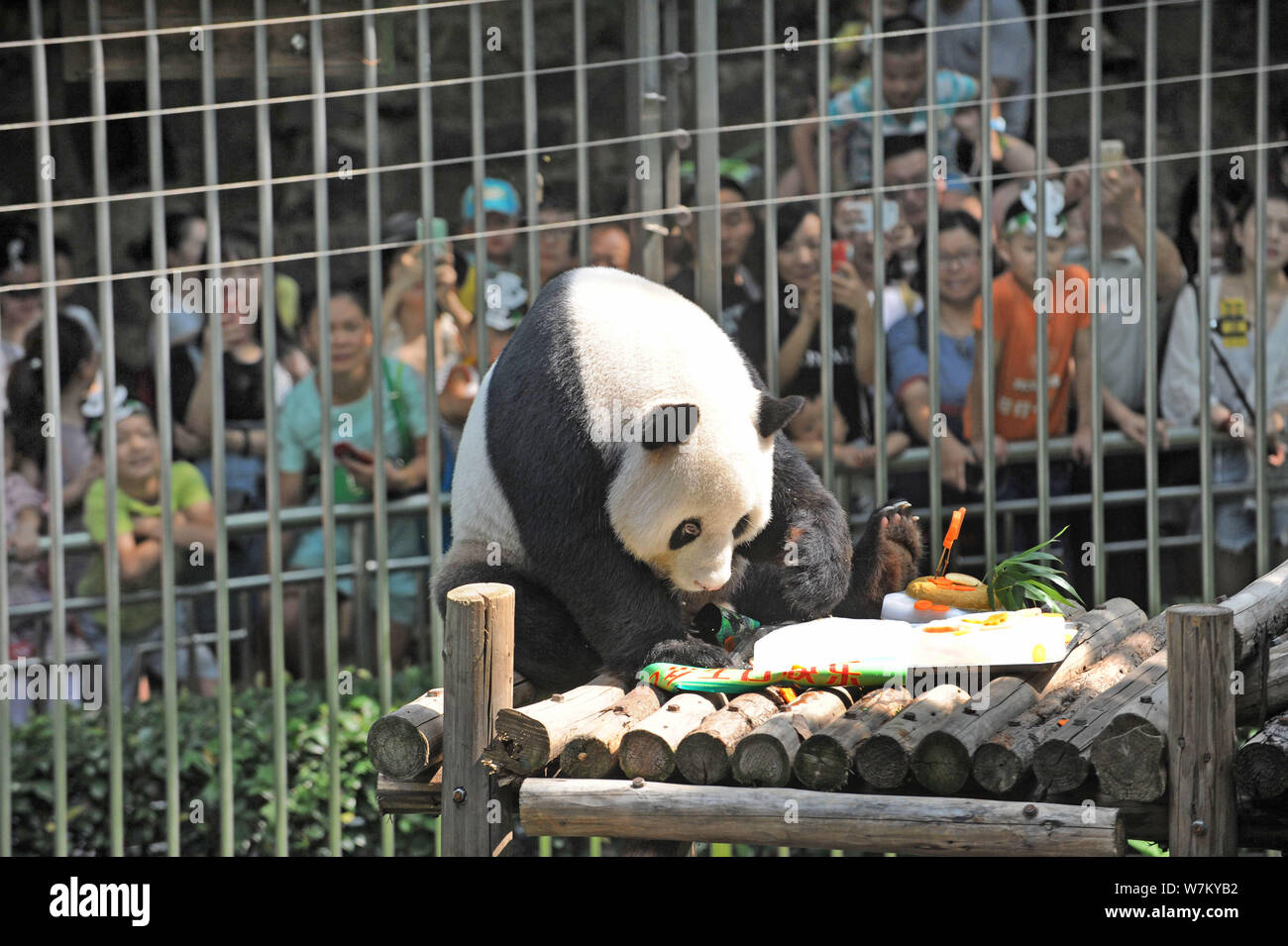 Giant panda Wei Wei eats her birthday cake-shaped fodder during her ...