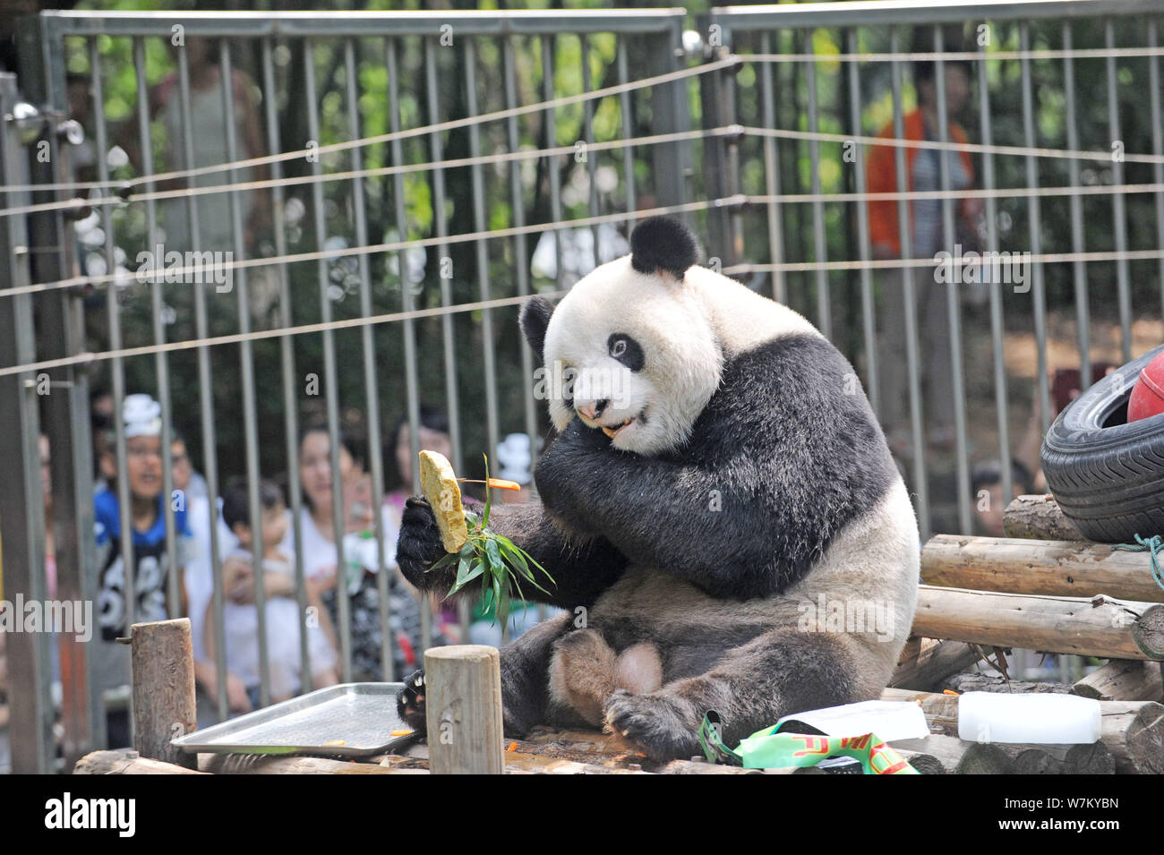 Giant panda Wei Wei eats her birthday cake-shaped fodder during her ...