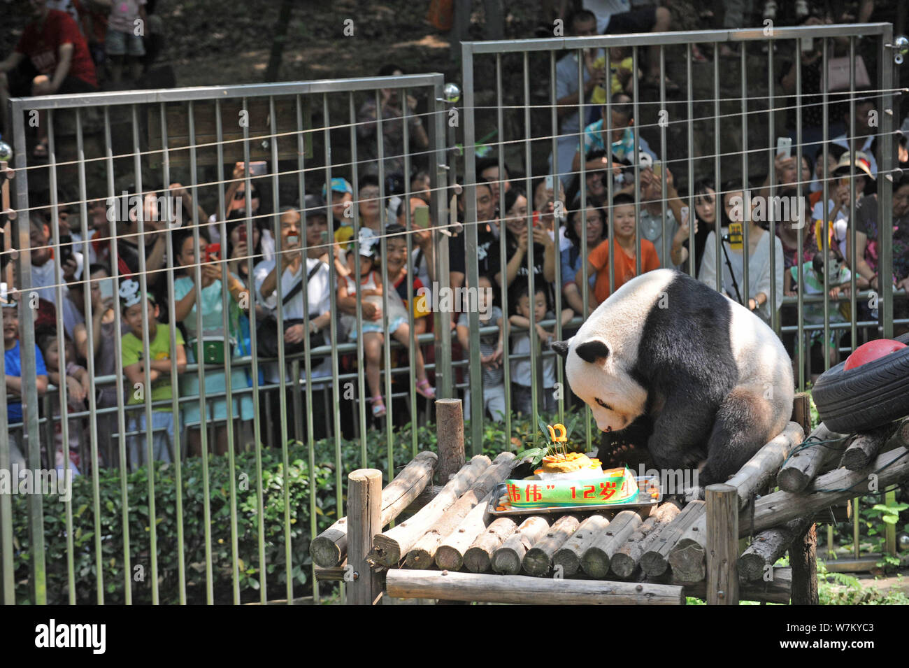 Giant panda Wei Wei eats her birthday cake-shaped fodder during her ...