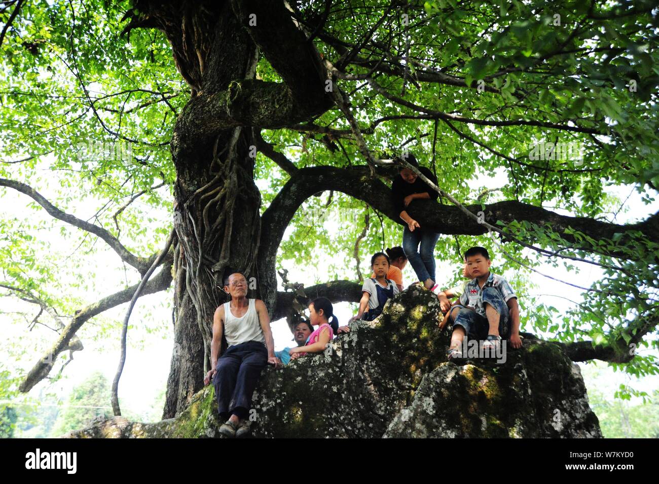 Chinese villages enjoy the cool under the ancient tree with two species ...