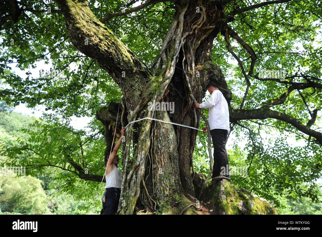 Chinese villages measure the perimeter of the ancient tree with two ...