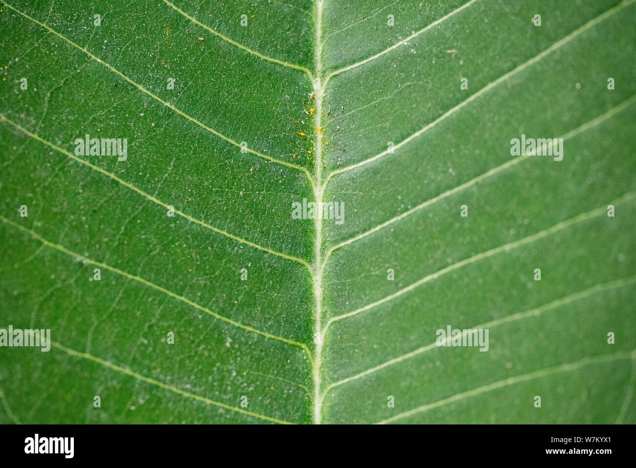 Fine plant structures hi-res stock photography and images - Alamy