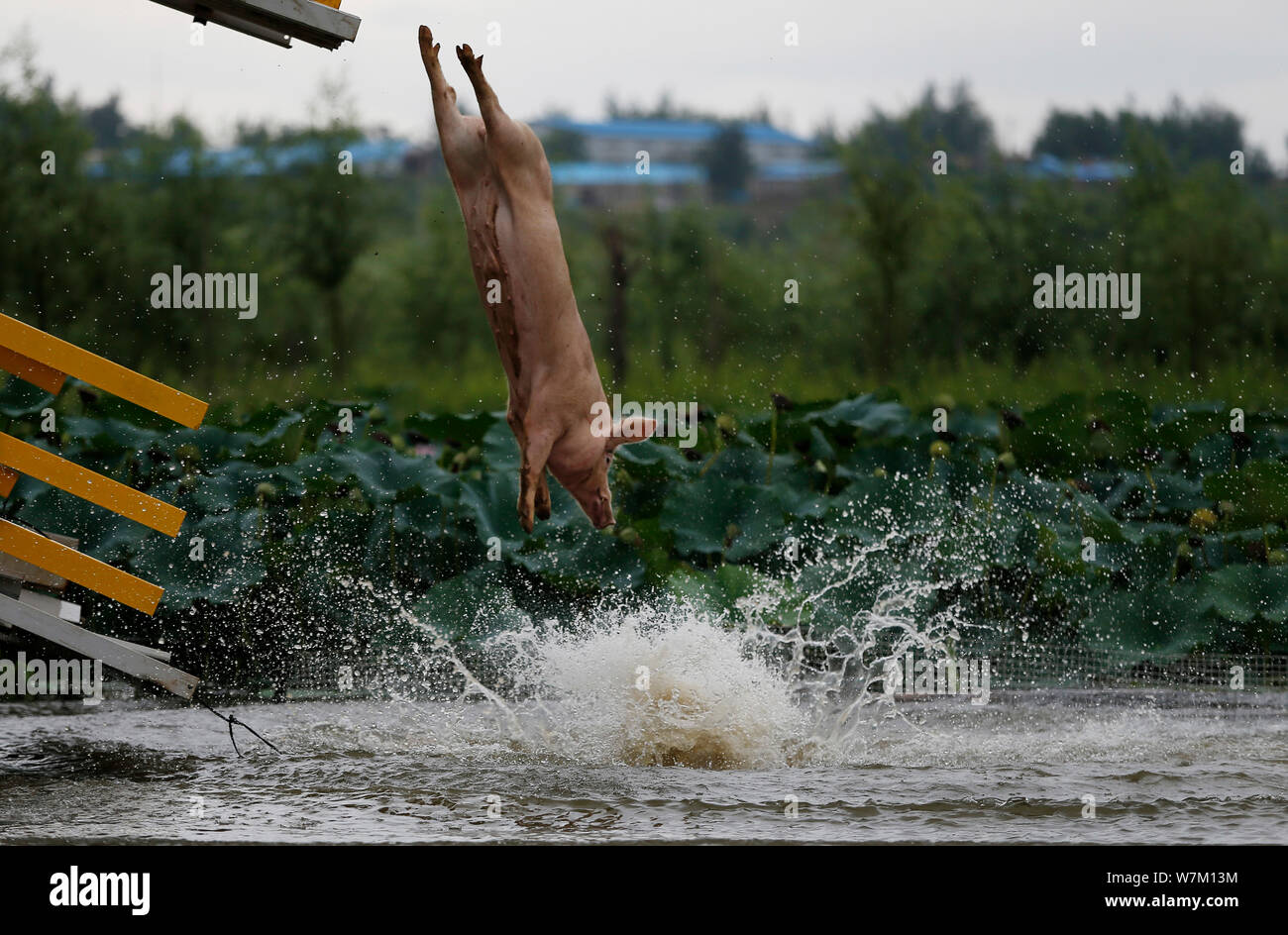 A pig jumps off a platform and dives into the water during a daily ...