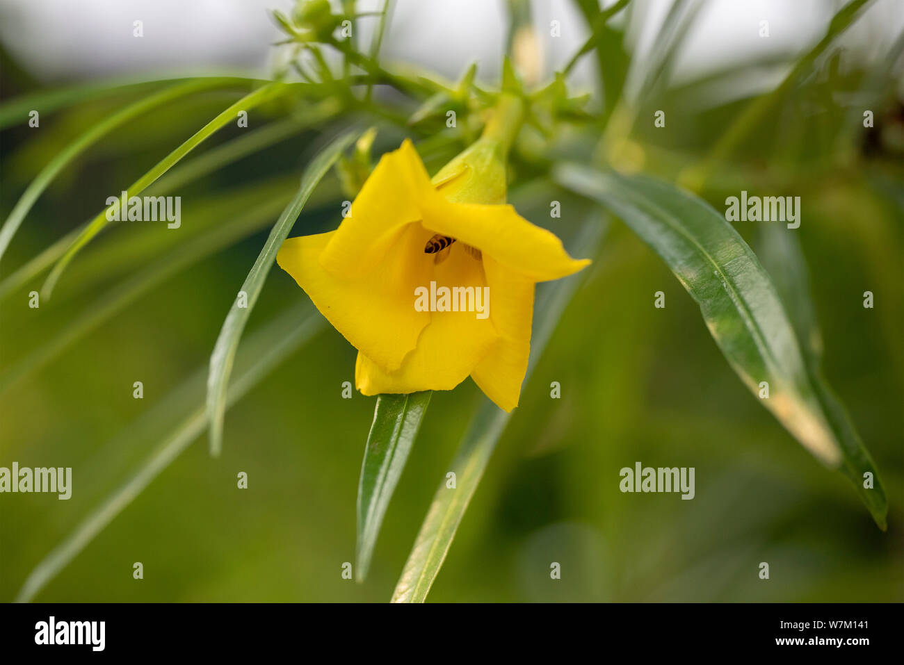 Allamanda in the family apocynaceae hi-res stock photography and images ...