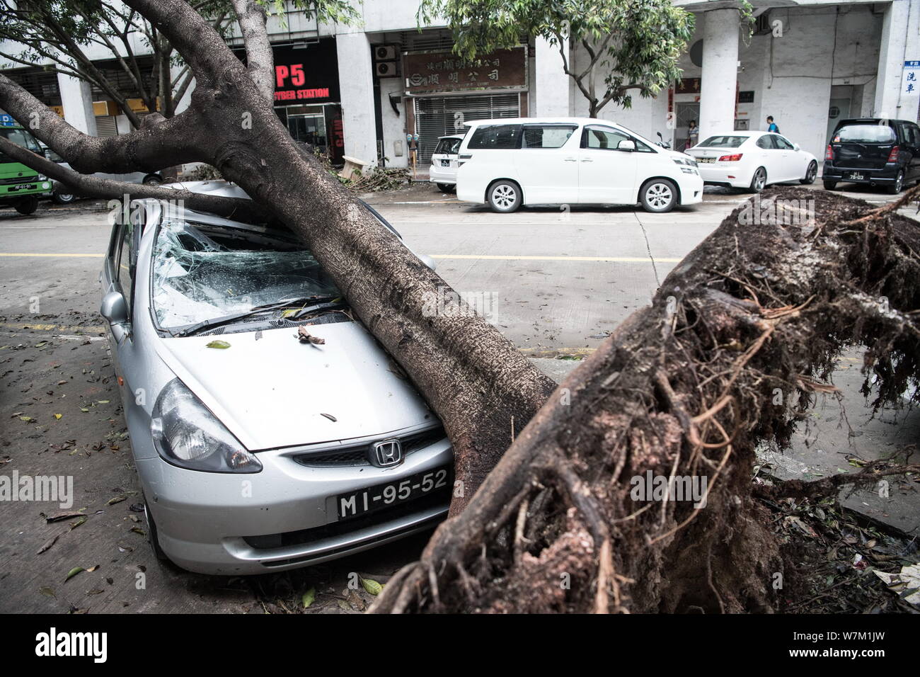 A tree uprooted by strong wind caused by Typhoon Hato fell down on a ...