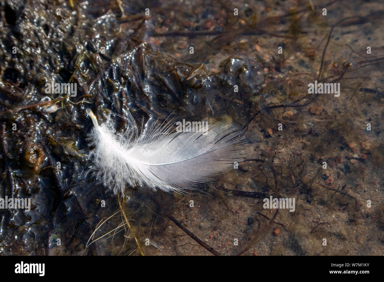 white feather floating on shallow water Stock Photo - Alamy